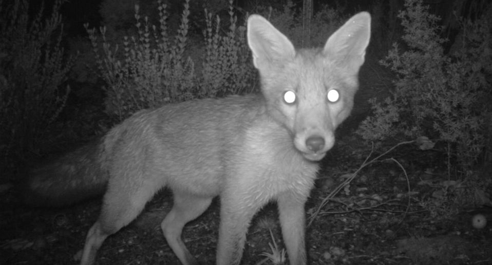 Feral and invasive species – westernWEB