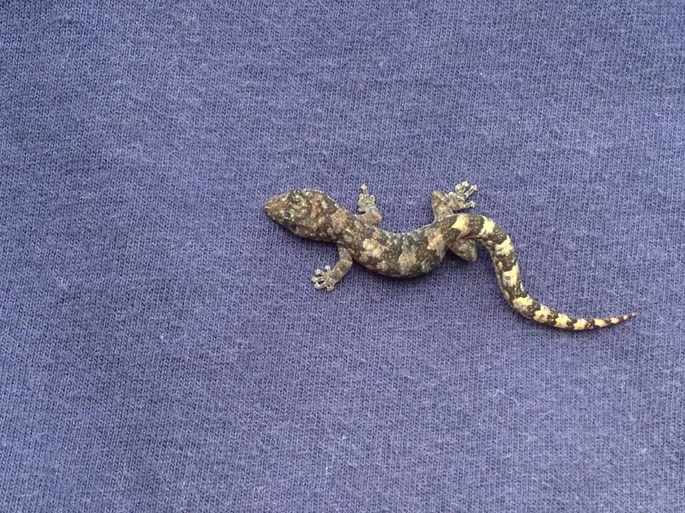 Welcome to Western WEB – westernWEB