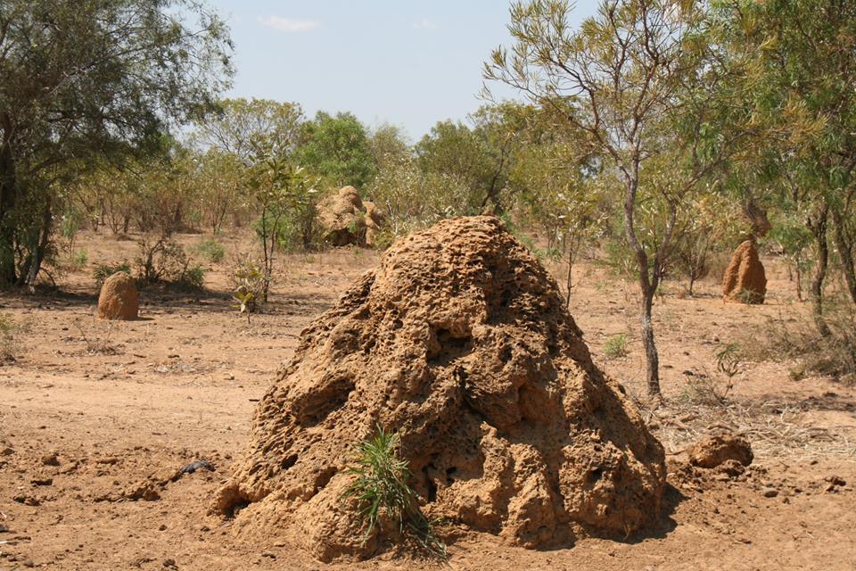 High density housing: Termite mounds are more than just lumps of dirt ...