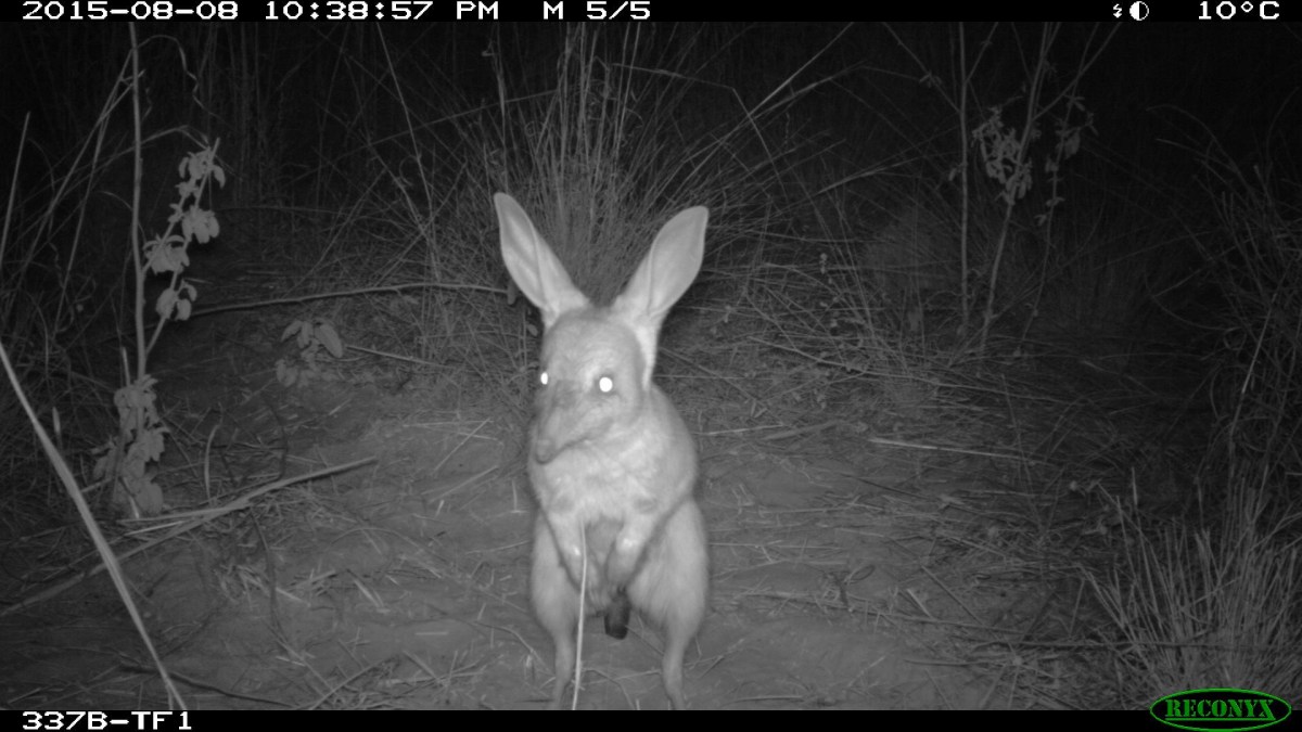 Bilbies’ burrow building takes a hit from feral cats – westernWEB