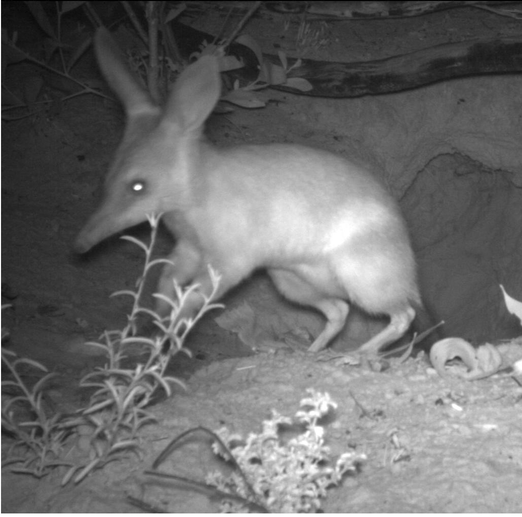 Follow the road – bilbies and cats use access tracks – westernWEB