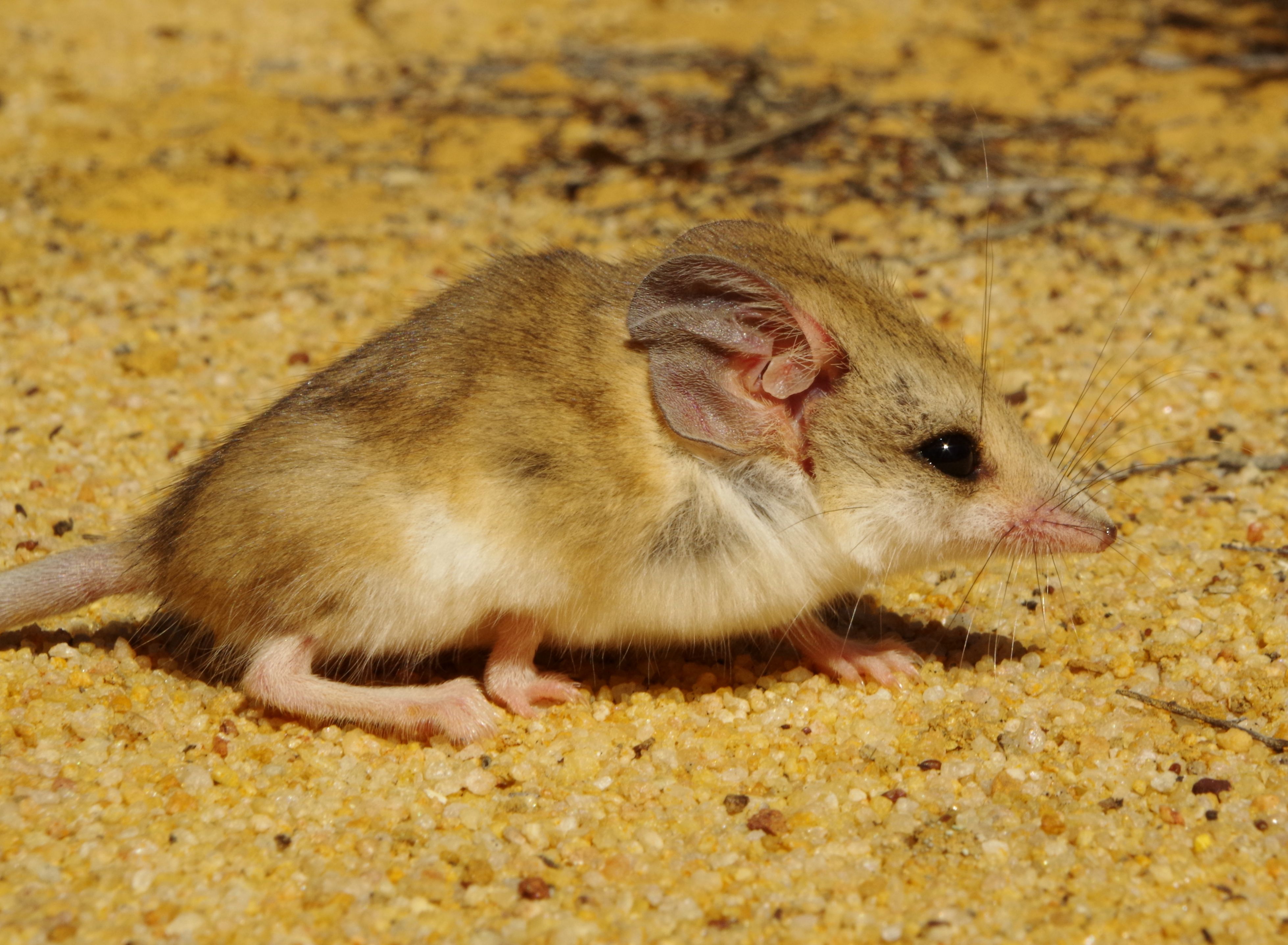 New species of Dasyurid – westernWEB