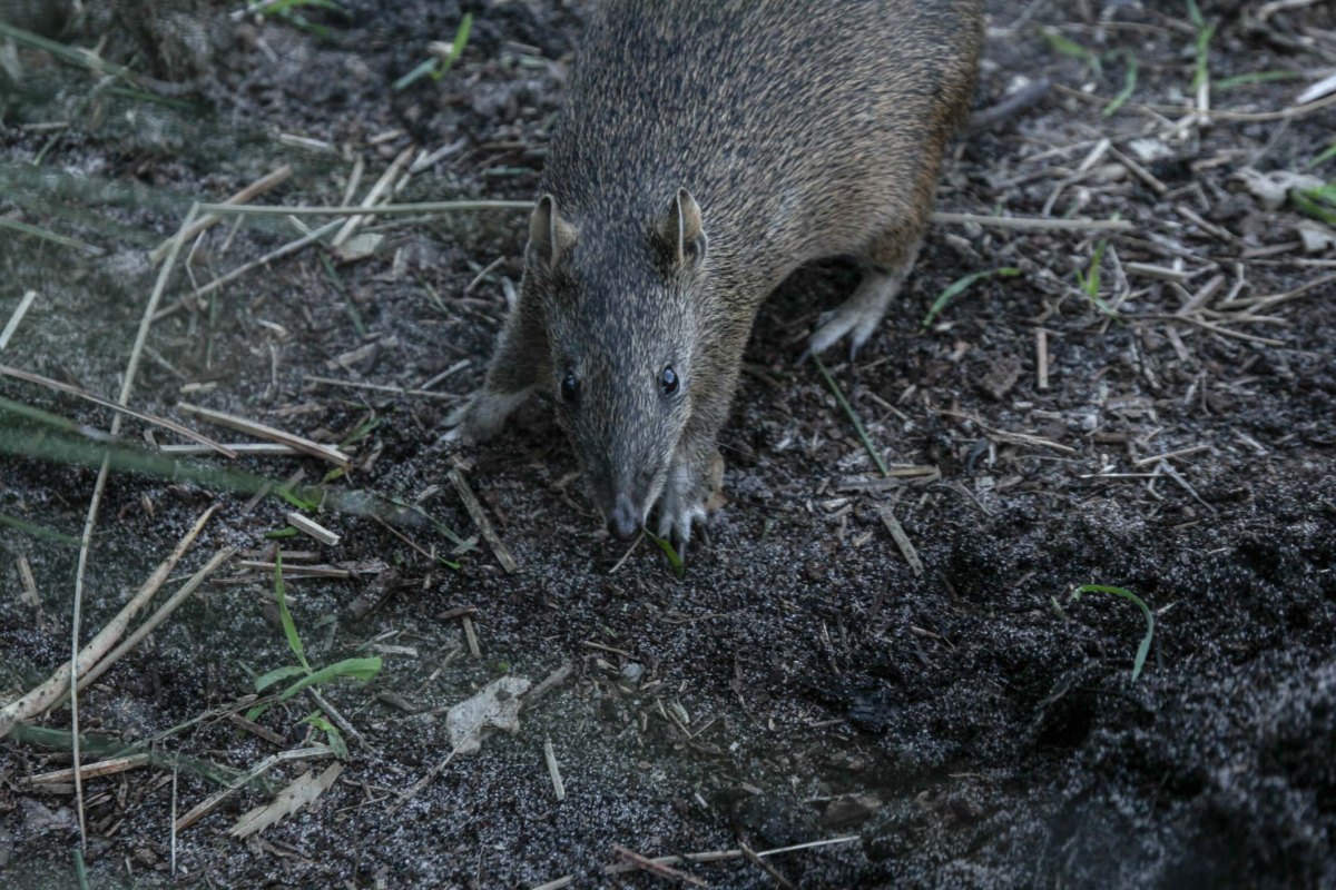 Australian diggers – strong-arm excavators and aerators of Australian ...