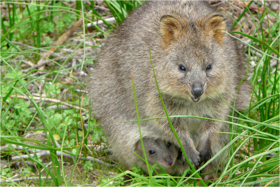 Tracking quokkas through fires – westernWEB