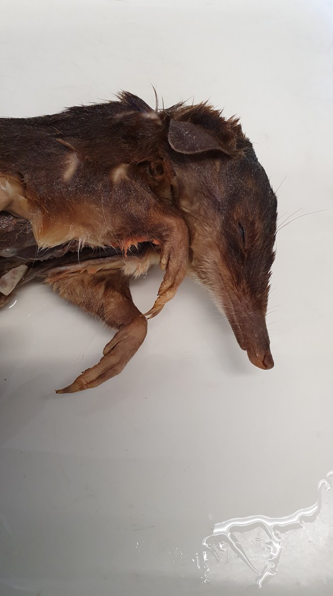 Spiny, striped, pygmy and giant bandicoots of New Guinea – westernWEB