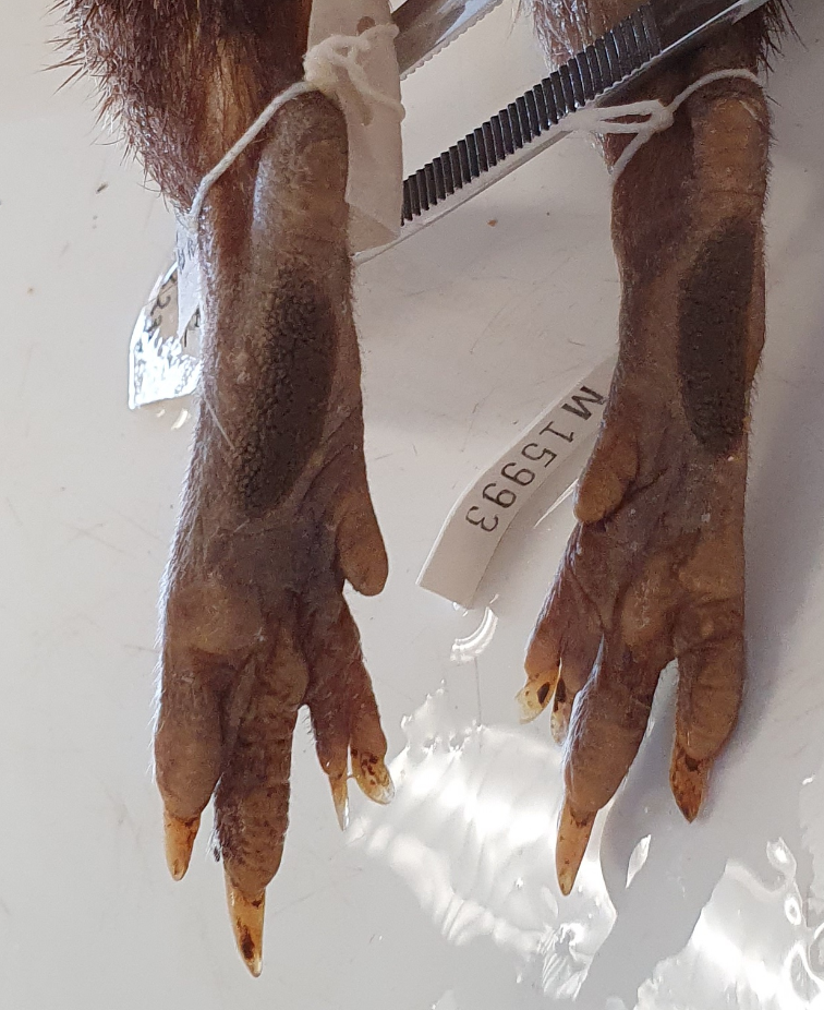 Spiny, striped, pygmy and giant bandicoots of New Guinea – westernWEB