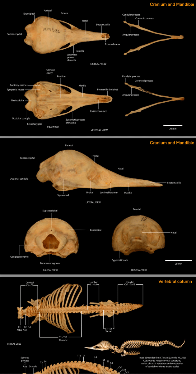 Skeletal Atlas of the Echidna – westernWEB