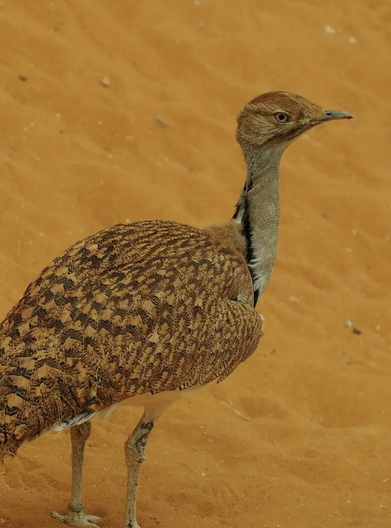 Bustards without Borders – Trip to Pakistan – westernWEB
